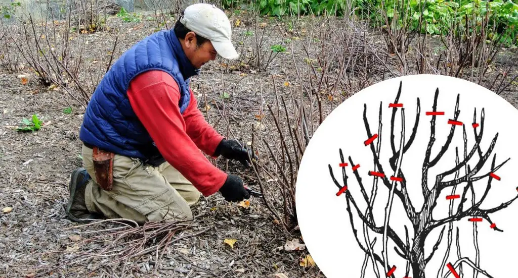 Rules for Pruning Currant Bushes in Autumn: Expert Advice for a ...
