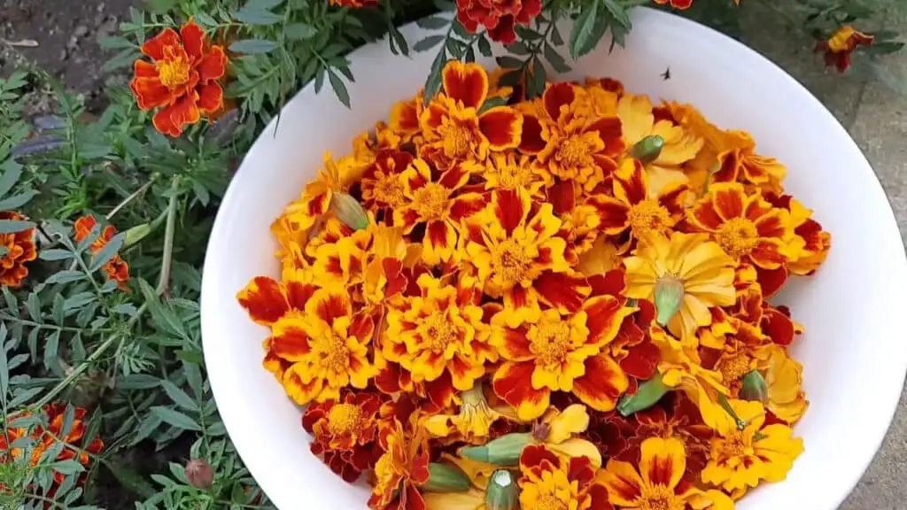 Don’t Rush to Throw Away Faded Marigolds: Here’s Why You Still Need ...