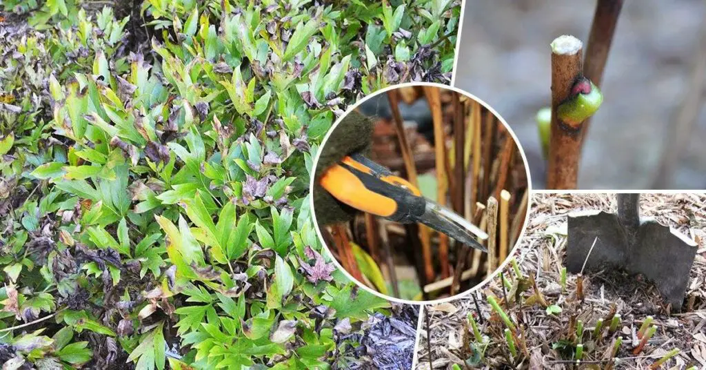 Autumn Pruning of Peony Bushes: How to Do It Correctly Without Causing ...
