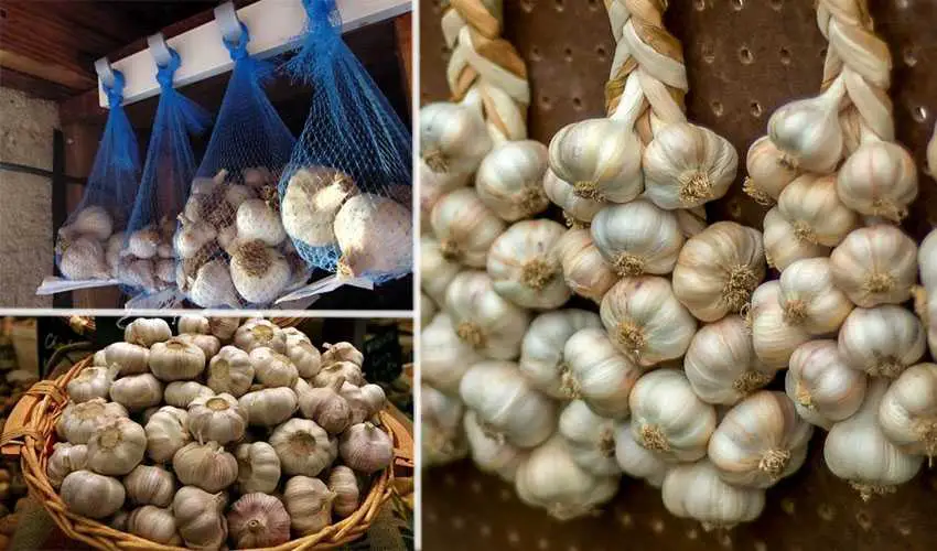 How to Properly Prepare Garlic for Winter Storage – Organic Gardening ...