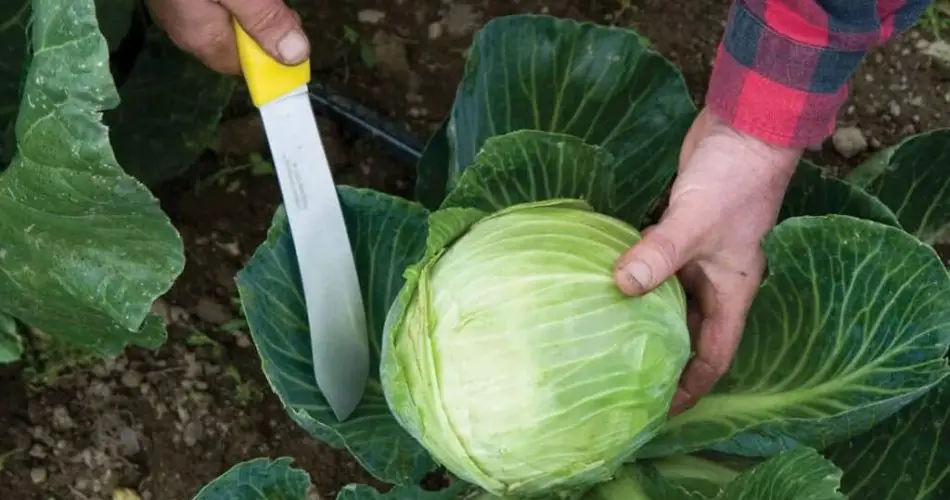 The Main Signs It’s Time to Harvest Cabbage for Long-Term Storage ...