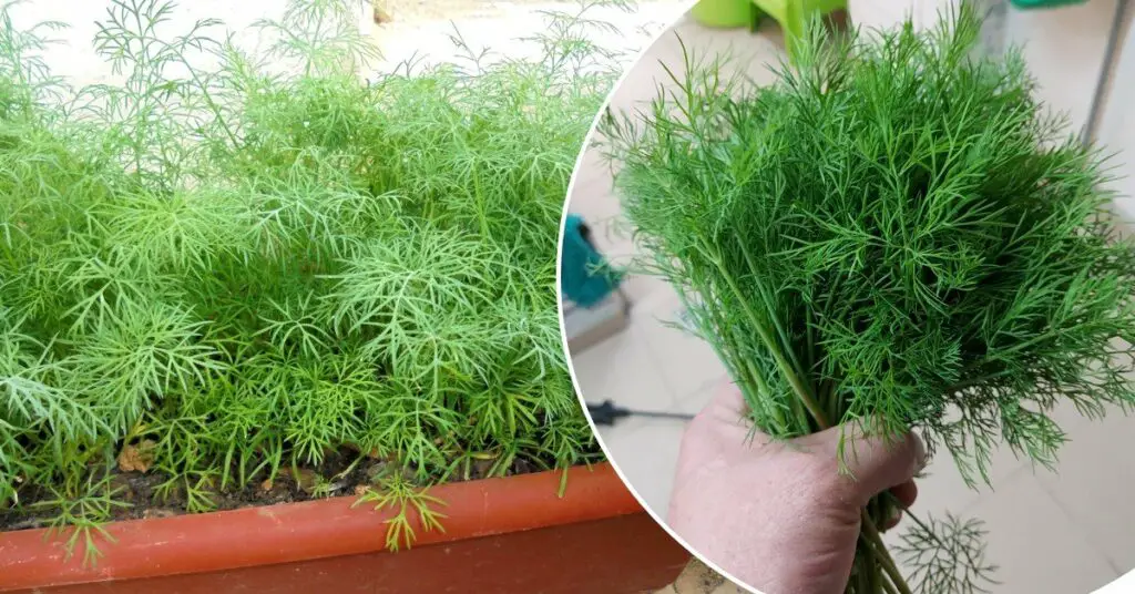 Three Main Rules for Growing Dill on the Windowsill: Fresh Greens All ...
