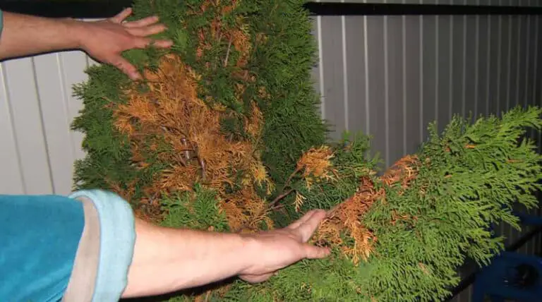 What to Do When Your Thuja Starts to Dry Out: Effective Rescue Methods ...