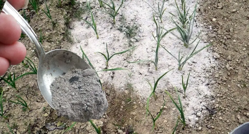 How and When to Cover Winter Garlic for Optimal Overwintering – Organic ...