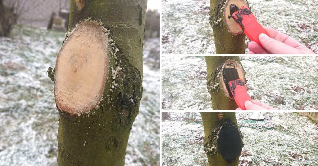 How to Seal Cracks and Cuts on Trees for Faster Recovery – Organic ...