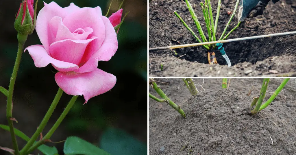 Correct Planting of Roses in Autumn: 6 Essential Steps for Success ...