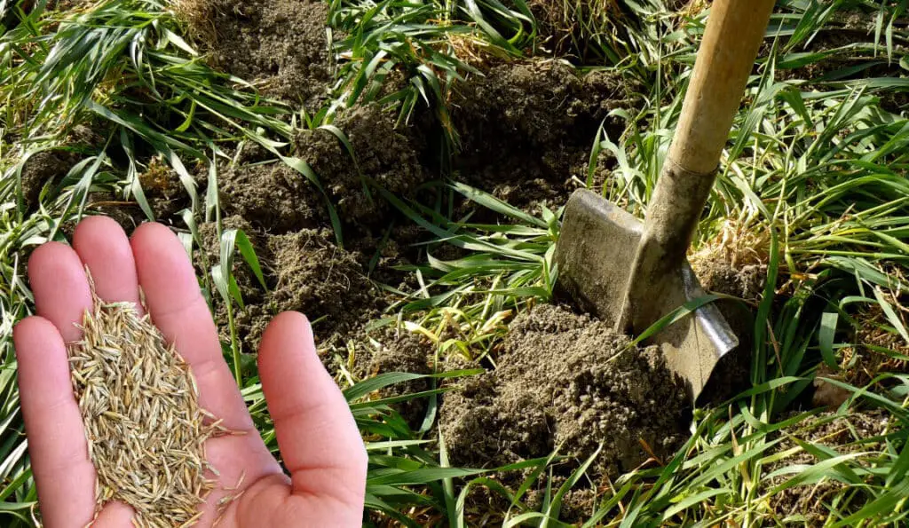 Siderates to Sow in the Fall for Increased Soil Fertility – Organic ...