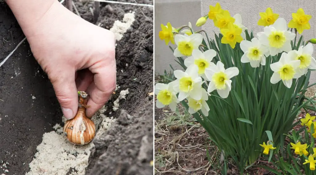 Essential Tips for Planting Daffodils in Autumn: Achieve Early Spring ...