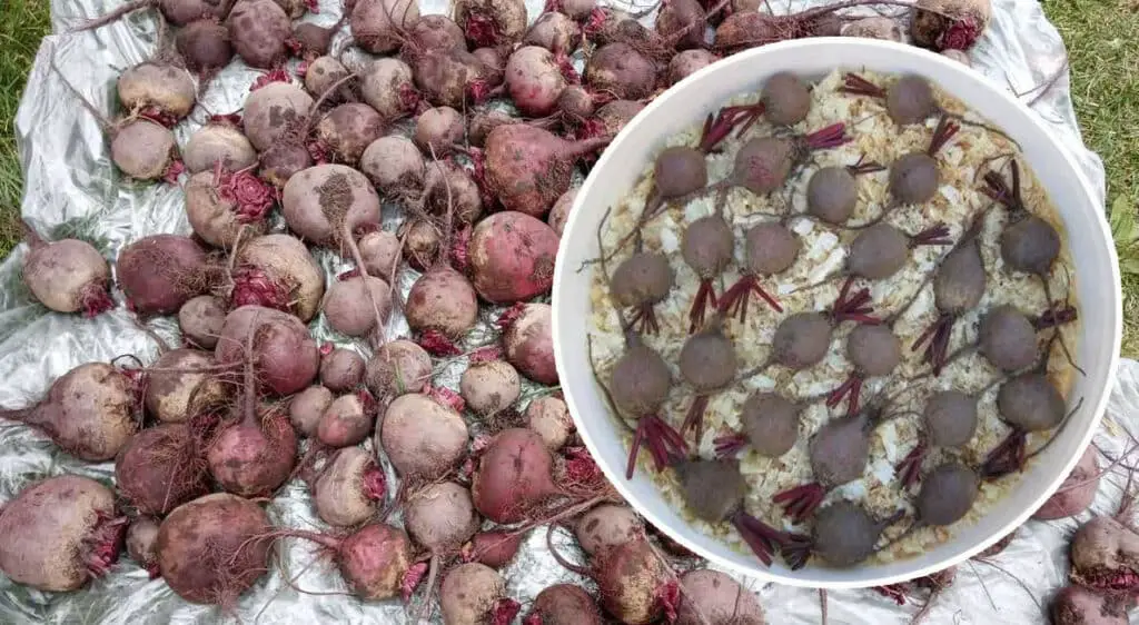 How to Store Red Beets for Optimal Freshness – Organic Gardening Tricks