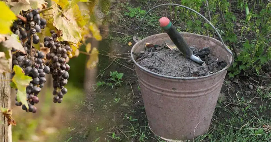 Autumn Fertilization for Grapes: Choosing and Applying the Right ...