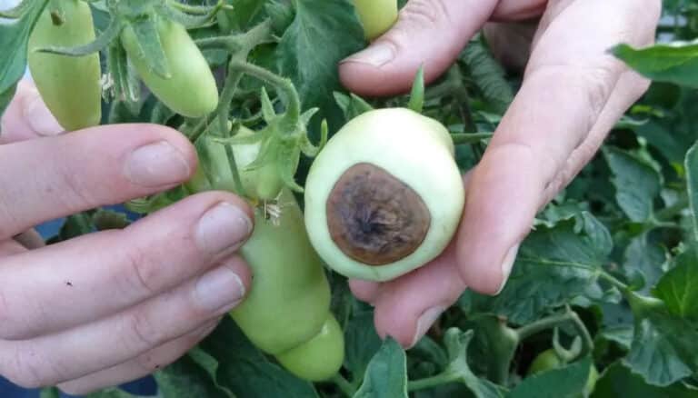 Why Tomatoes Turn Black and How to Protect Them from This Disease ...
