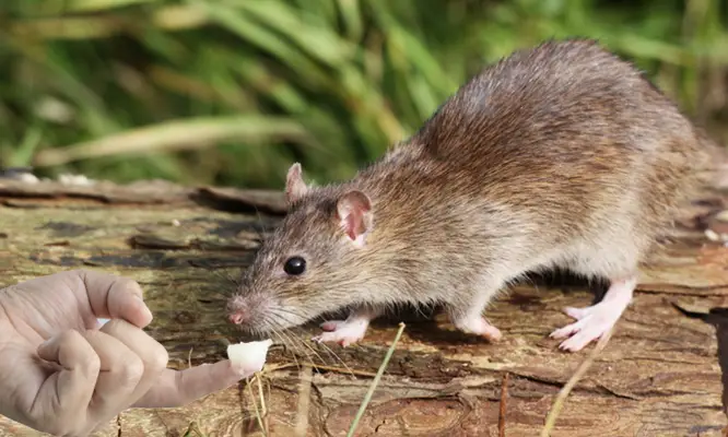 Two Effective Ways to Get Rid of Rodents in the Garden – Organic ...