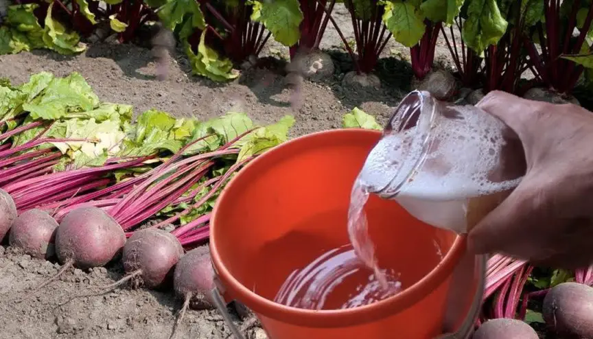 Essential Beet Feeding in July: Ensure a Harvest to Envy! – Organic ...