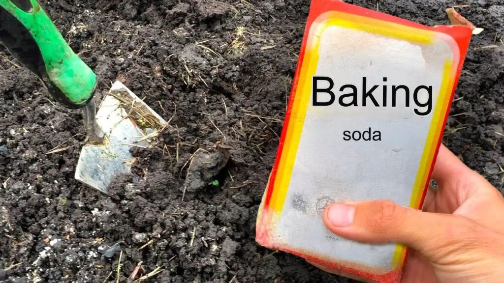 7 Main Ways to Use Baking Soda in the Garden: Essential Tips for Gardeners – Organic Gardening ...