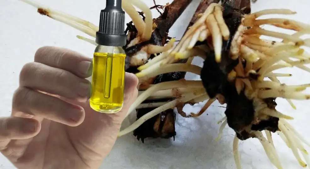 5 Natural Ways to Stimulate Root Formation – Organic Gardening Tricks