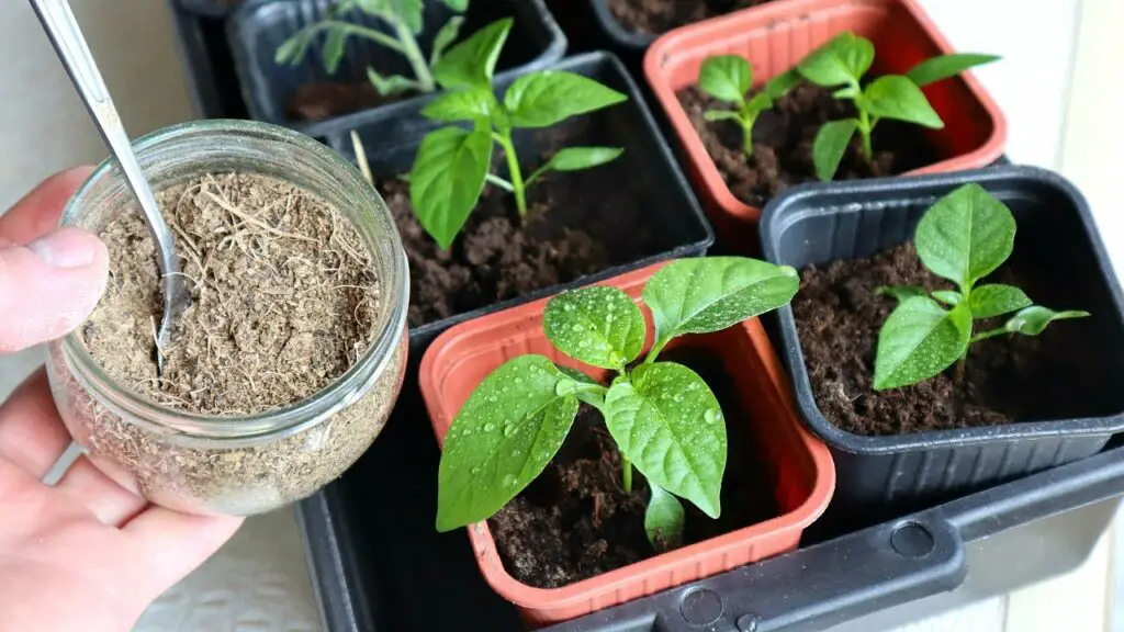 Growing Healthy and Strong Pepper Seedlings: Secrets No One Will Tell ...