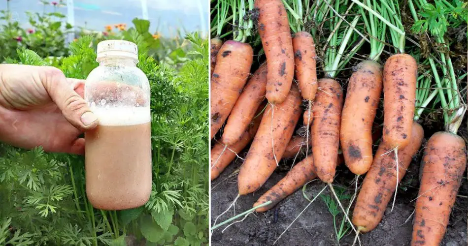 Grow Big, Even, and Sweet Carrots with This Fertilizer! – Organic ...