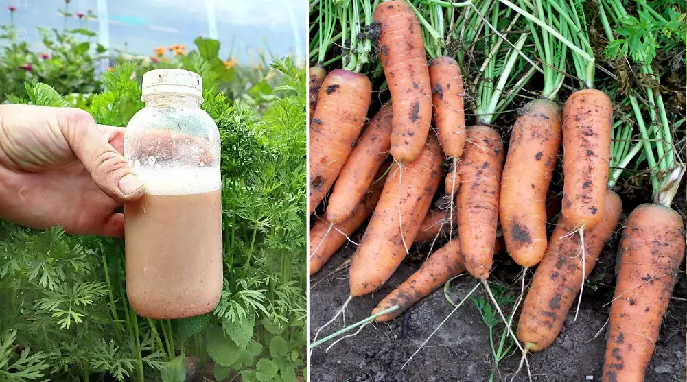 Grow Big, Even, and Sweet Carrots with This Fertilizer! – Organic ...