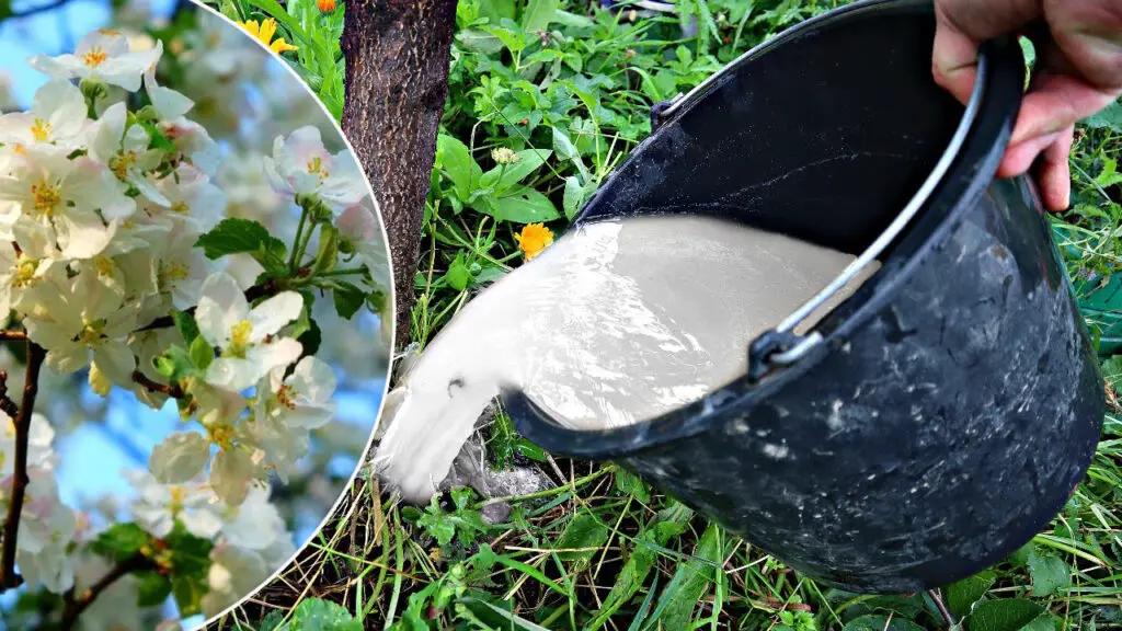 How and What to Feed Apple Trees After Flowering for Abundant Buds ...