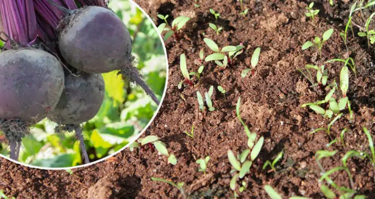 Planting and Caring for Red Beets: What You Can and Cannot Do – Organic ...