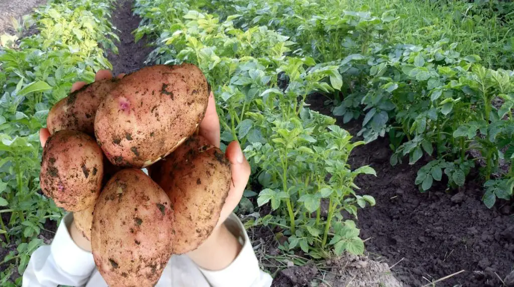 Fertilizers for a Bountiful Potato Harvest – Organic Gardening Tricks