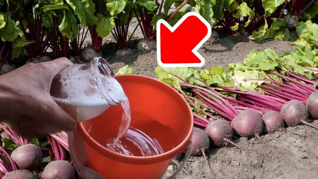 5 Best Fertilizers for Beets: How to Apply Them for a Bountiful Harvest – Organic Gardening Tricks