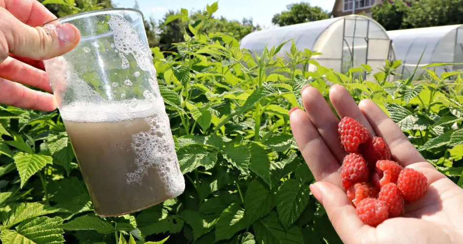 Maximize Your Raspberry Harvest: Essential Care Tips – Organic ...