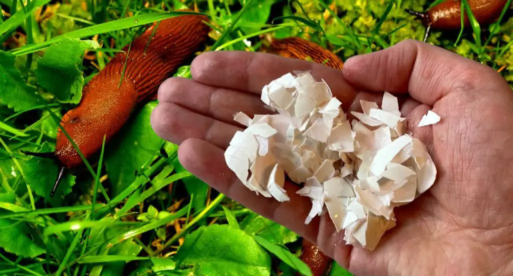 Effective Ways to Eliminate Slugs in Your Garden This Year – Organic ...