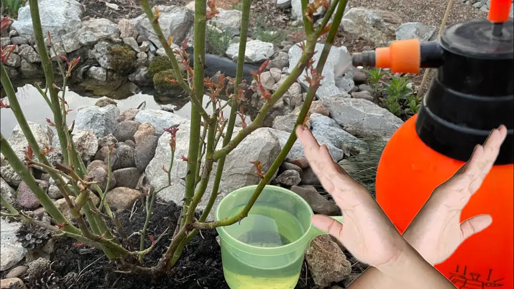 What Not to Do with Rose Bushes: Common Mistakes to Avoid – Organic ...