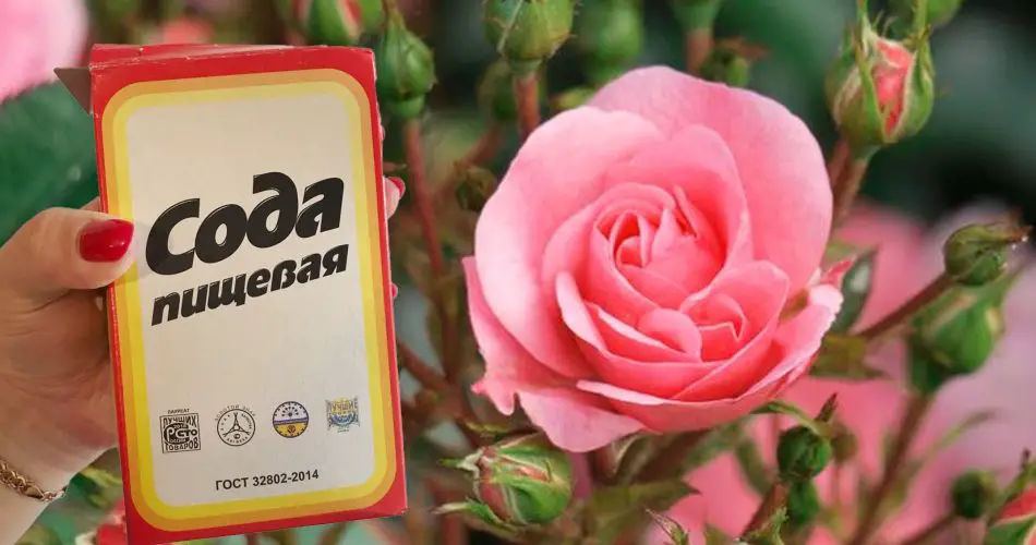 How to Protect Roses from Diseases and Achieve Magnificent Blooms with ...