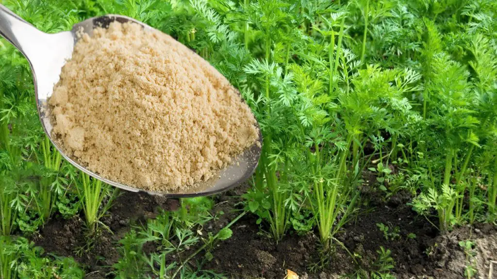 This Fertilizer Will Help Carrots Grow Big and Sweet: A Simple Guide ...