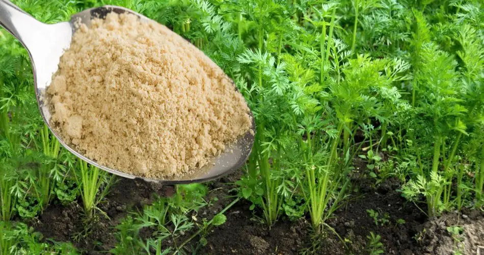 This Fertilizer Will Help Carrots Grow Big and Sweet: A Simple Guide ...