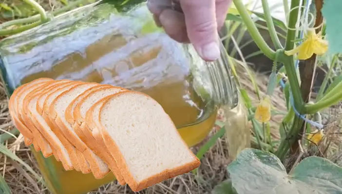 How to Use Old Stale Bread: Tips from Experienced Gardeners – Organic ...