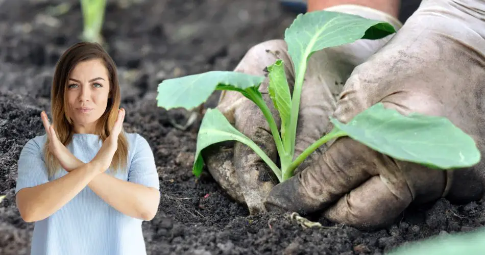 What Not to Plant Before Cabbage: Avoid These Crops for a Successful ...