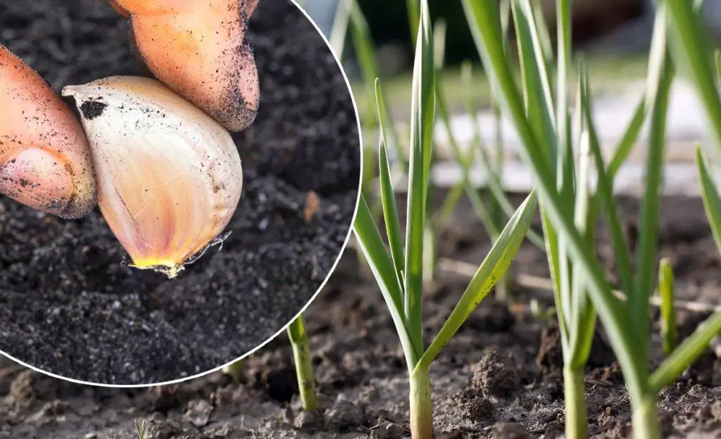 The Correct Technique for Spring Garlic Planting: Ensuring a Bountiful ...