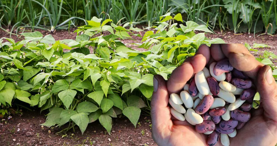 How to Grow Beans for a Bountiful Harvest: The Main Secrets – Organic ...