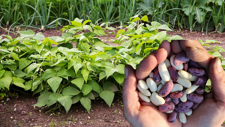How to Grow Beans for a Bountiful Harvest: The Main Secrets – Organic ...
