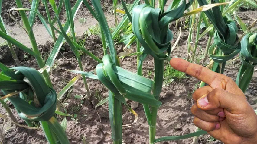 Why and When to Tie Garlic in a Knot on the Bed: Every Gardener Should ...
