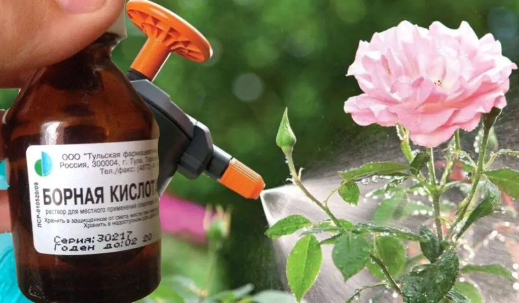 Keep Your Roses Blooming All Summer with This Simple Solution – Organic ...