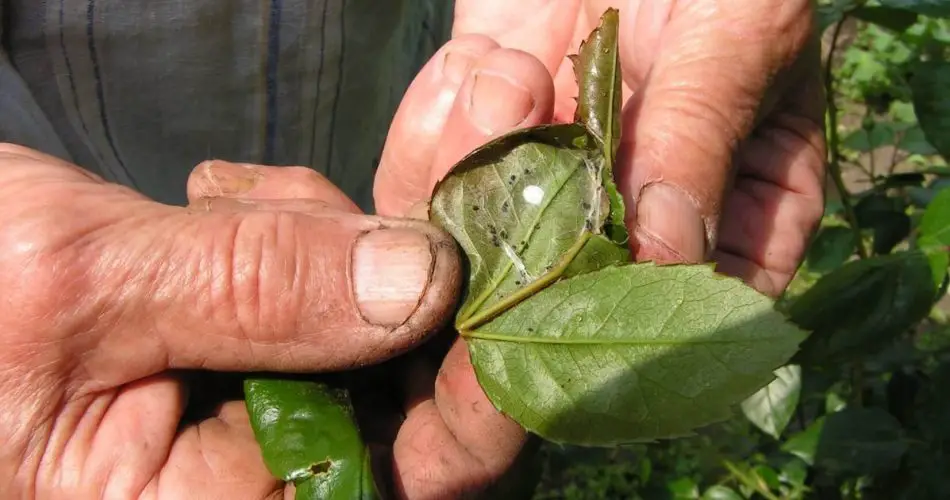 Five Common Causes of Leaf Curling in Roses and How to Protect Your ...