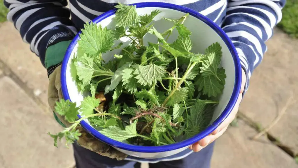 Why You Should Always Keep Nettles in the Garden: Benefits and ...