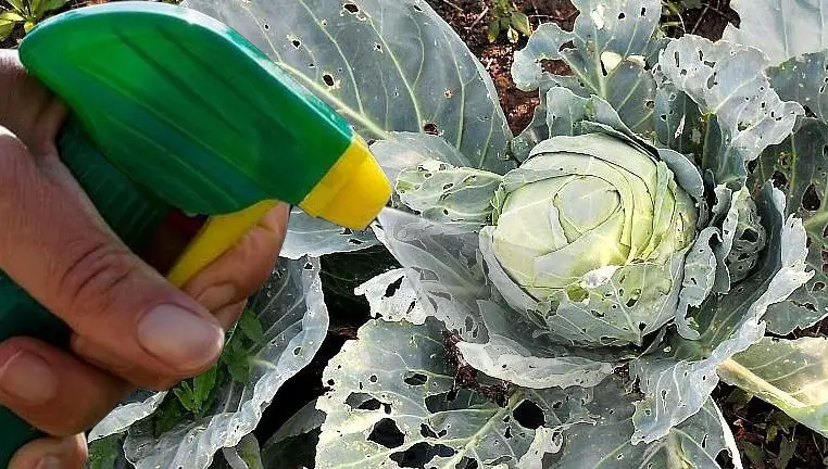 Pests Will No Longer Touch Your Cabbage: Effective Natural Control ...