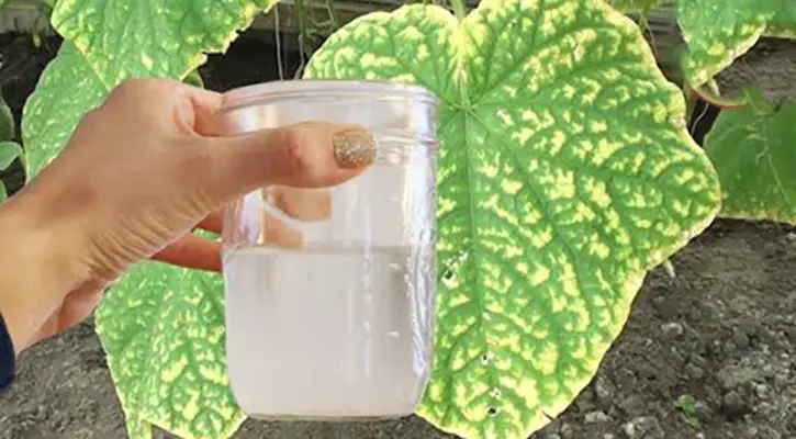 Prevent Leaf Burn in Orchards with This Mixture – Organic Gardening Tricks
