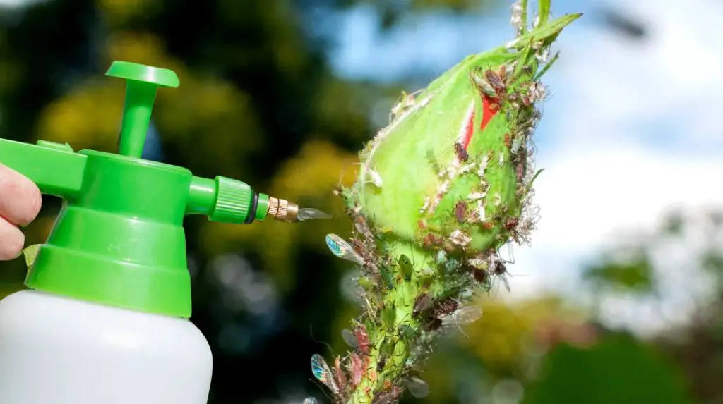 Protecting Roses from Aphids: A Simple Home Remedy – Organic Gardening ...