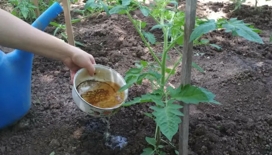 How to Properly Feed Tomato Seedlings After Planting for a Bountiful ...