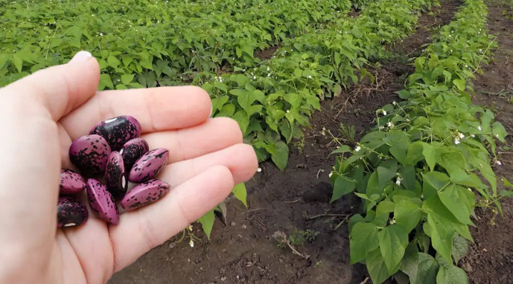 Favorable Days for Planting Beans in Open Ground in 2024: Mark Your ...