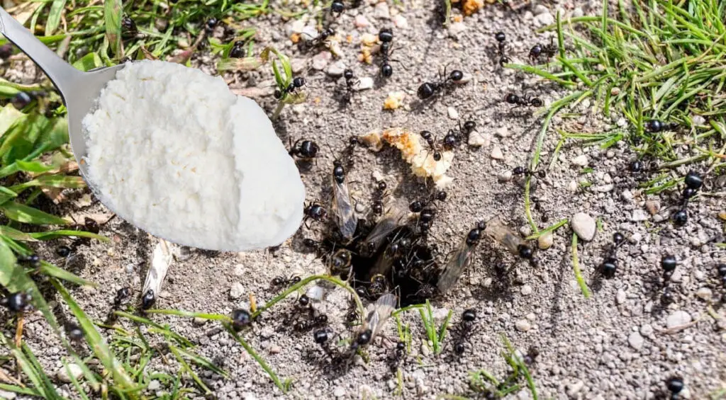 How to Get Rid of Ants for the Long Term Using Flour: A Guide for ...