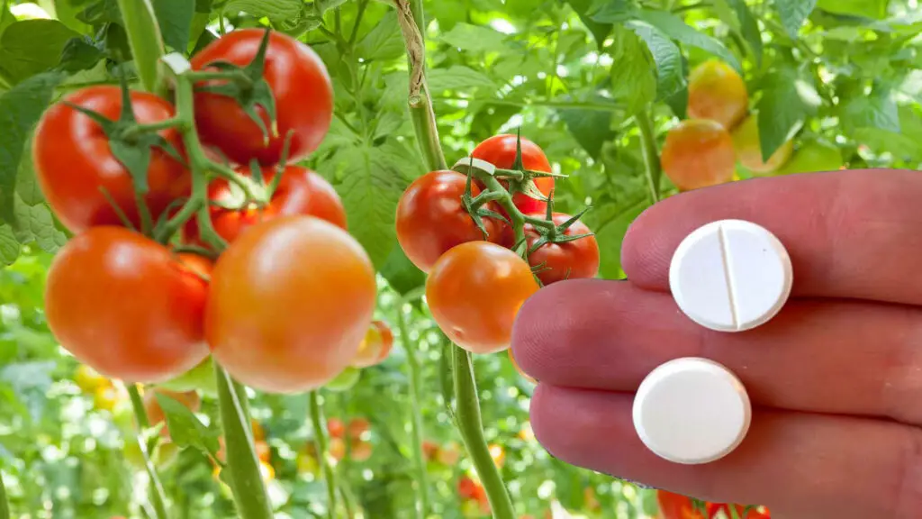 Boosting Tomato Harvests with Aspirin: Essential Tips – Organic ...