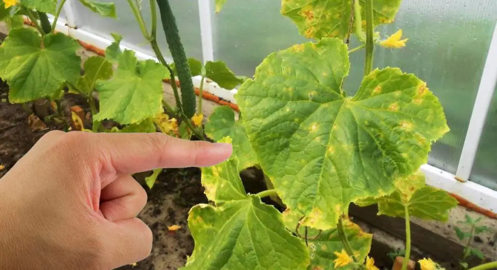 Fighting Yellow Spots on Cucumber Leaves: Key Threats and Treatment ...