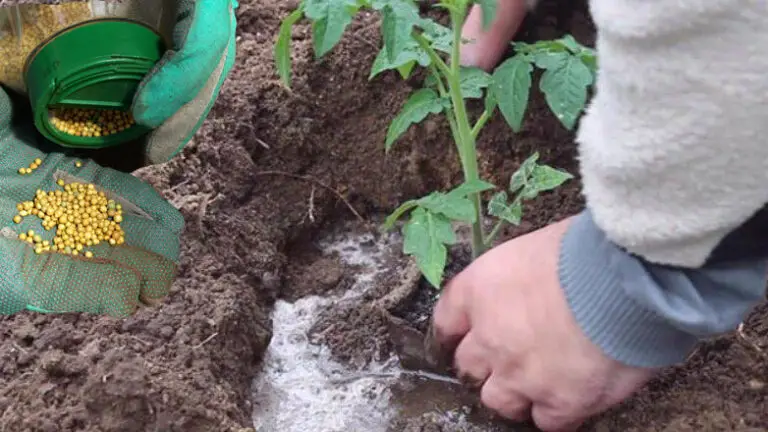 What to Put in the Pit When Planting Tomato Seedlings for Successful ...